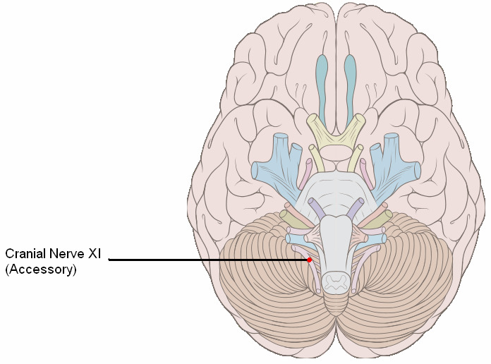C. Nerve XI :: Cranial Nerves VIII to XII